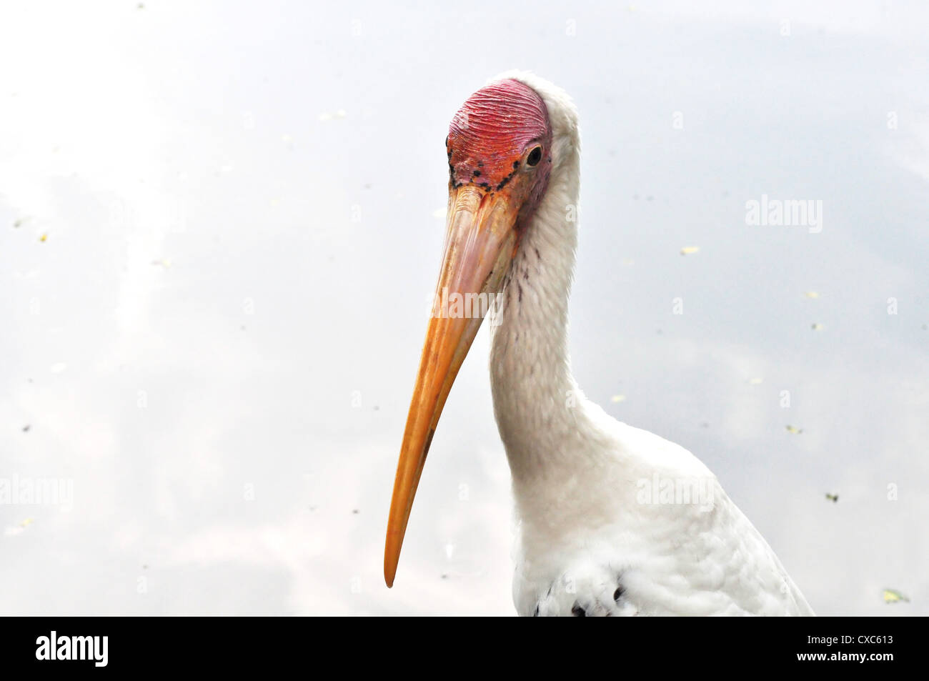 A Portrait of a Milky Stork Stock Photo - Alamy