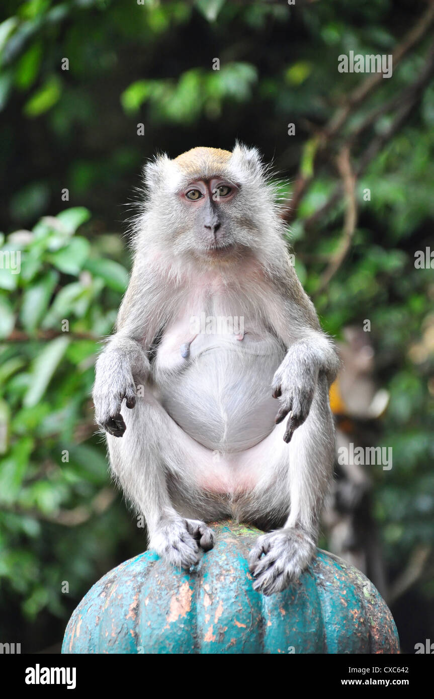 A Portrait of a Monkey Stock Photo - Alamy