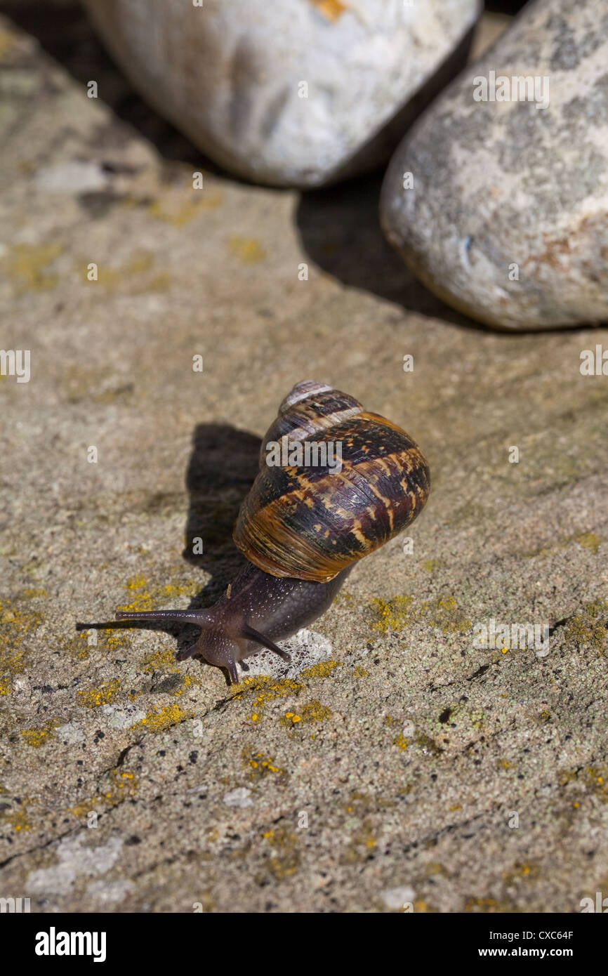 Mark a snail hi-res stock photography and images - Alamy