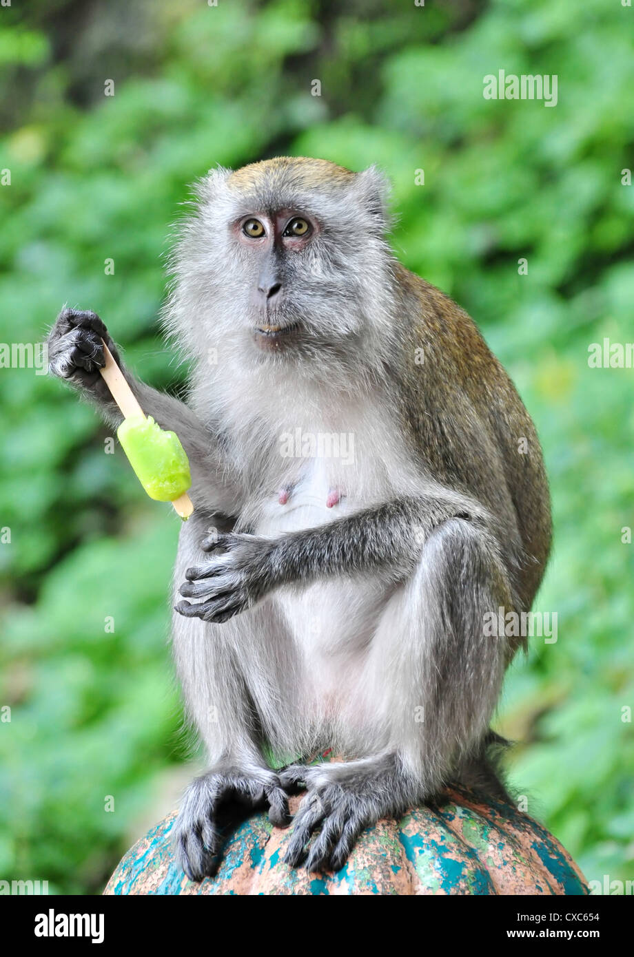 Monkey having food hi-res stock photography and images - Alamy