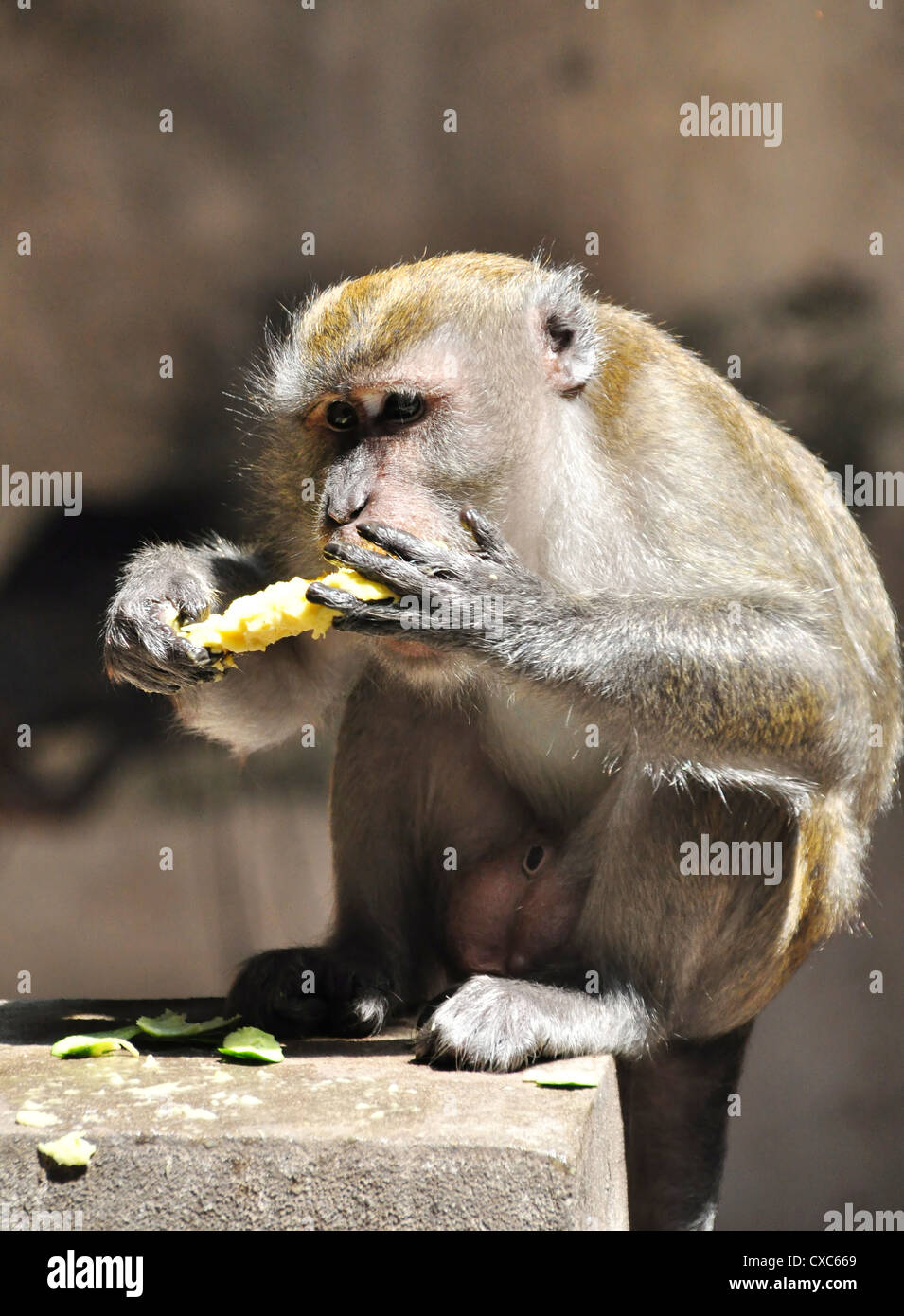 Eating mango animal hi-res stock photography and images - Alamy