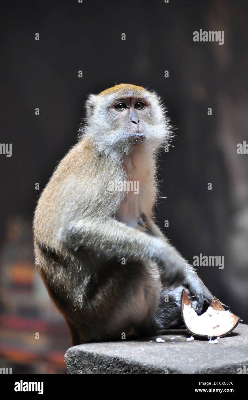 A Frowning Monkey Stock Photo - Alamy
