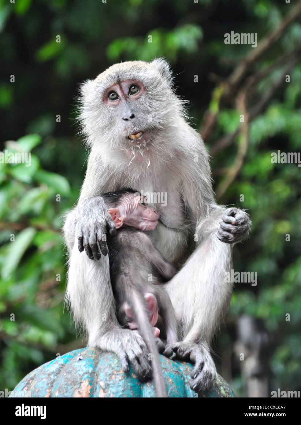 A Female Monkey and its Baby Stock Photo - Alamy