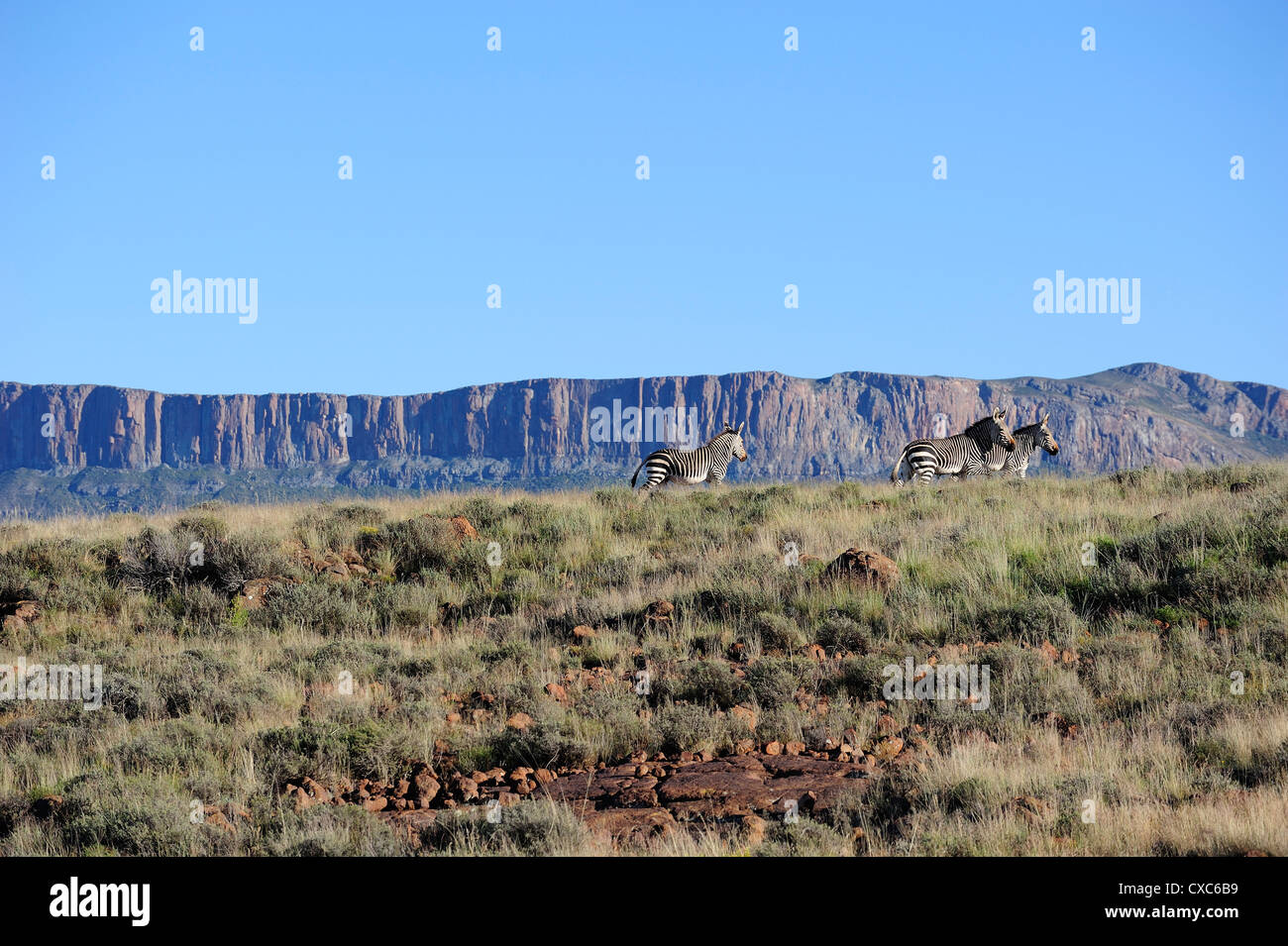 Very rare mountain zebra in the early morning in the Karoo National ...
