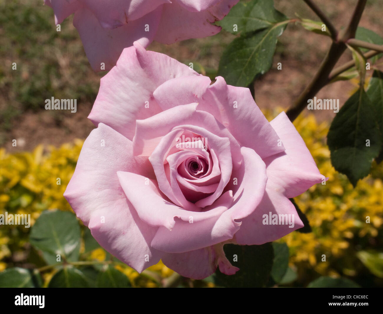 The white or light pink petals of a beautiful rose flower. The rose ...