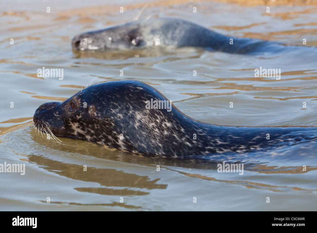 Harbour seal skull hi-res stock photography and images - Alamy