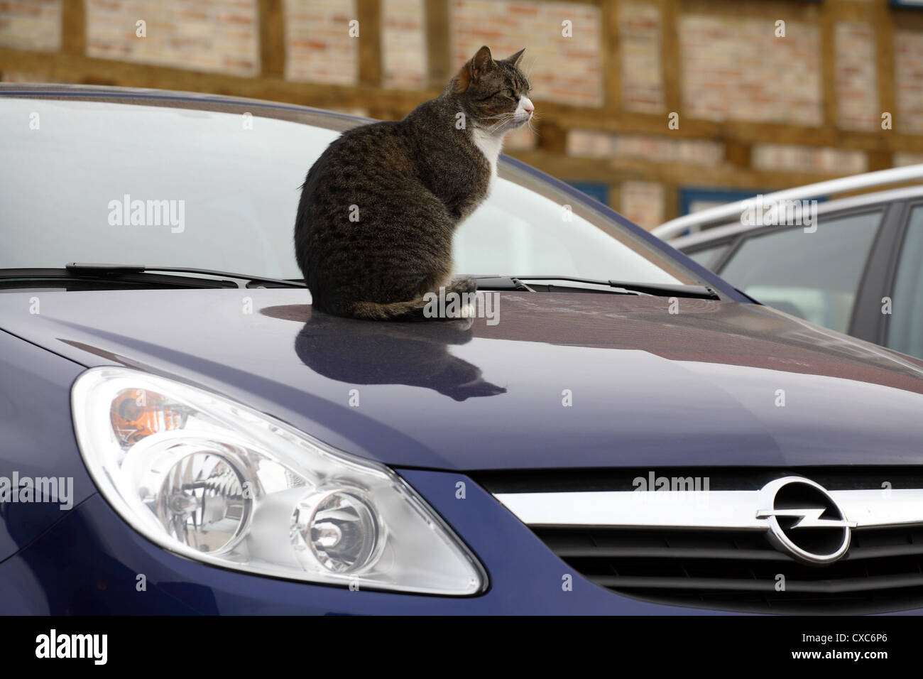Cat on a new car Stock Photo - Alamy
