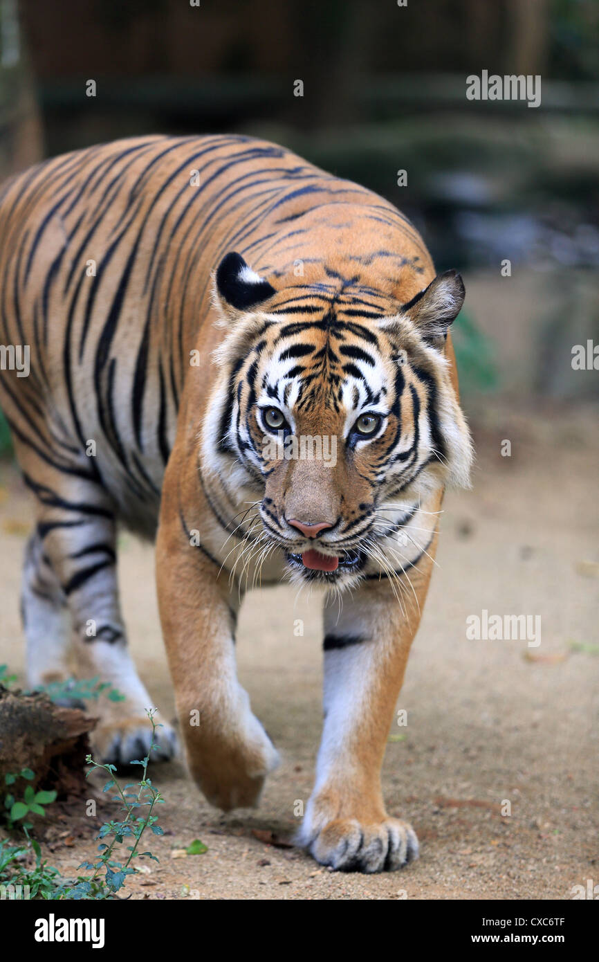 Malaysian tiger (Panthera tigris malayensis) at Melaka Zoo in Malaysia ...