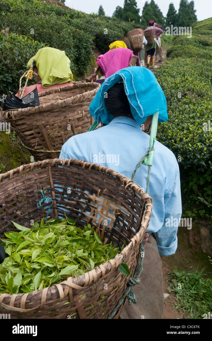 Workers carrying baskets of tea leaves, Fikkal, Nepal, Asia Stock Photo ...