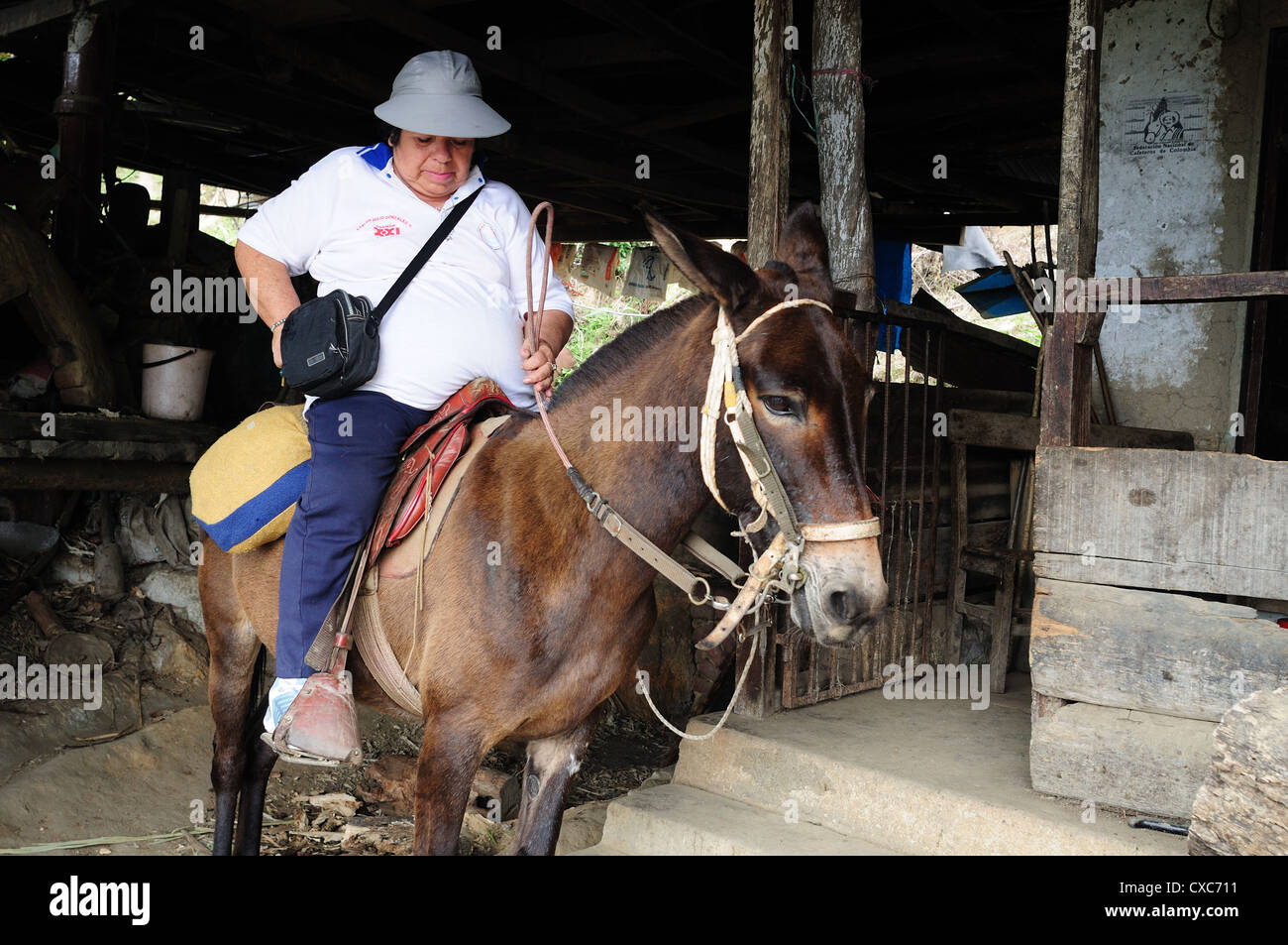 Mule .Road - Aguas Calientes in RIVERA . Department of Huila. COLOMBIA ...