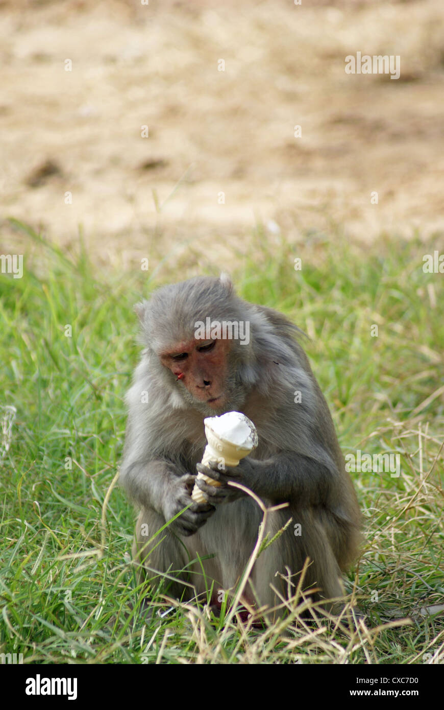 A monkey enjoying an ice cream cone inside Delhi Zoo. The monkey had ...