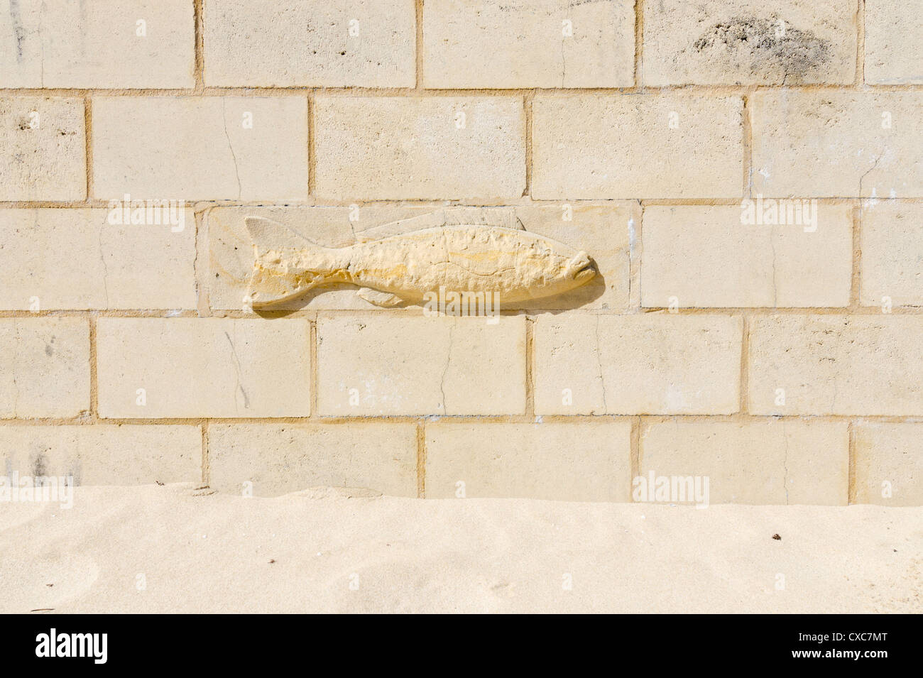 A fish relief in a limestone wall, Yallingup beach, Western Australia ...
