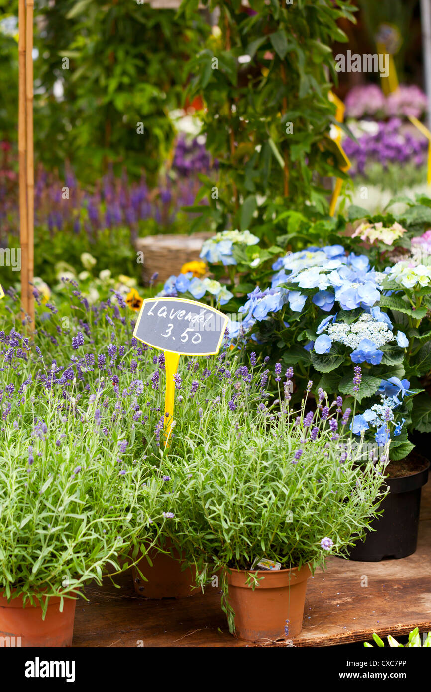 Albert cuypstraat cuyp market hi-res stock photography and images - Alamy