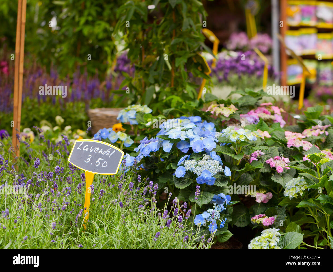 Flowers and herbs stall at the Albert-Cuyp-Market - Amsterdam ...