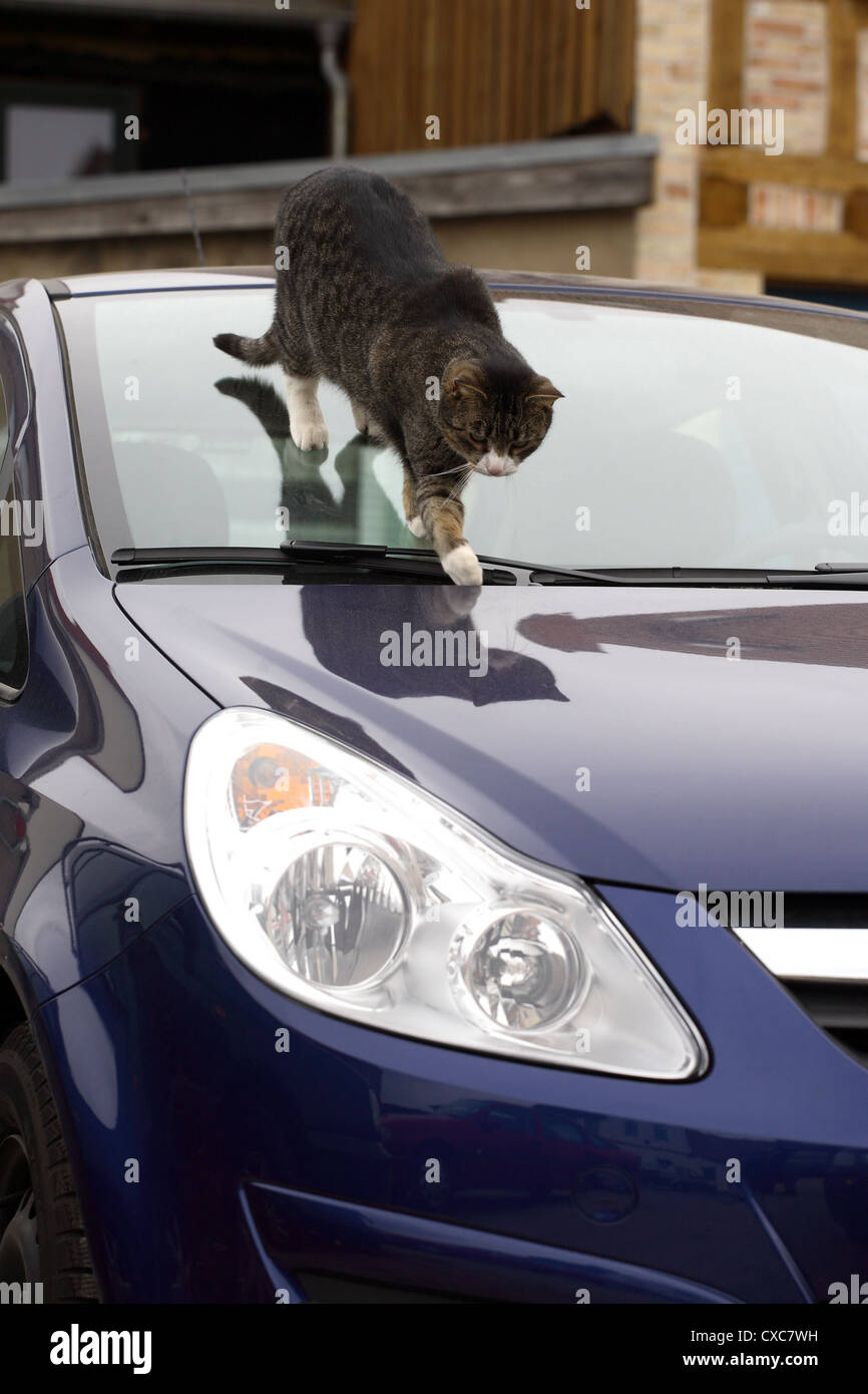 Cat on a new car Stock Photo - Alamy