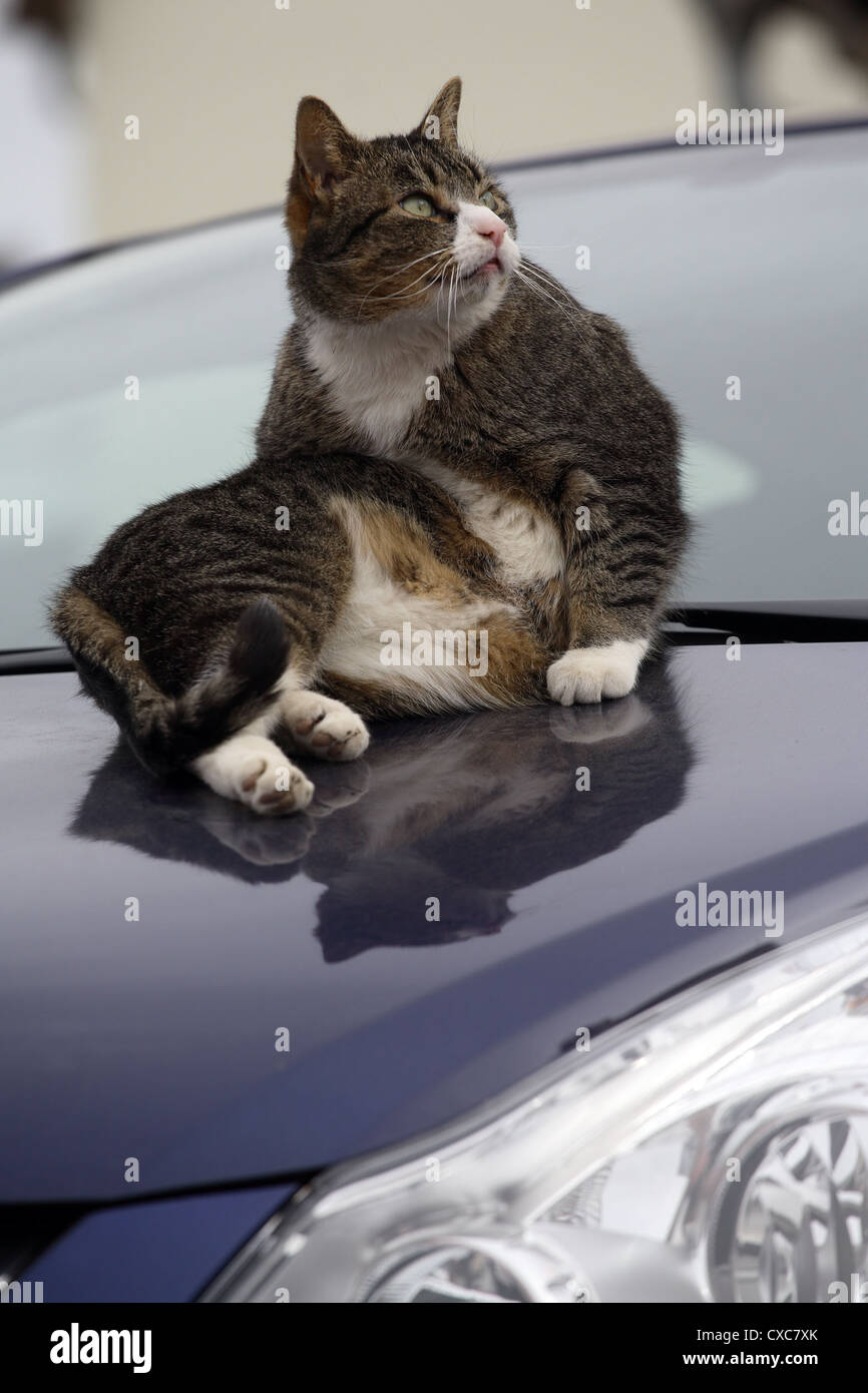 Cat on a new car Stock Photo - Alamy