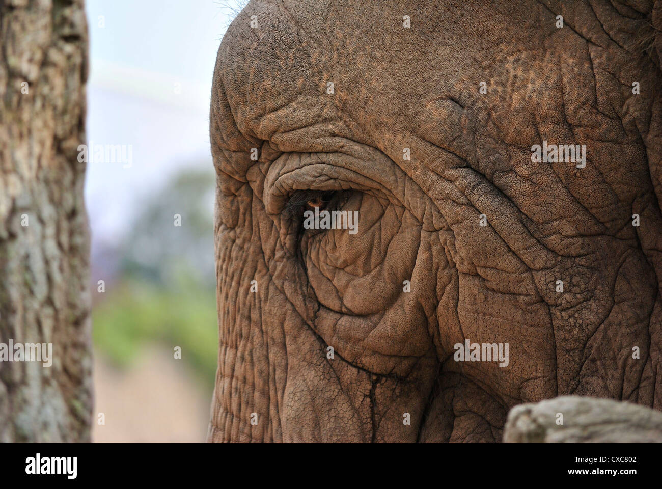 Close-up of in Indian Elephant head, showing the eye, skin texture and ...