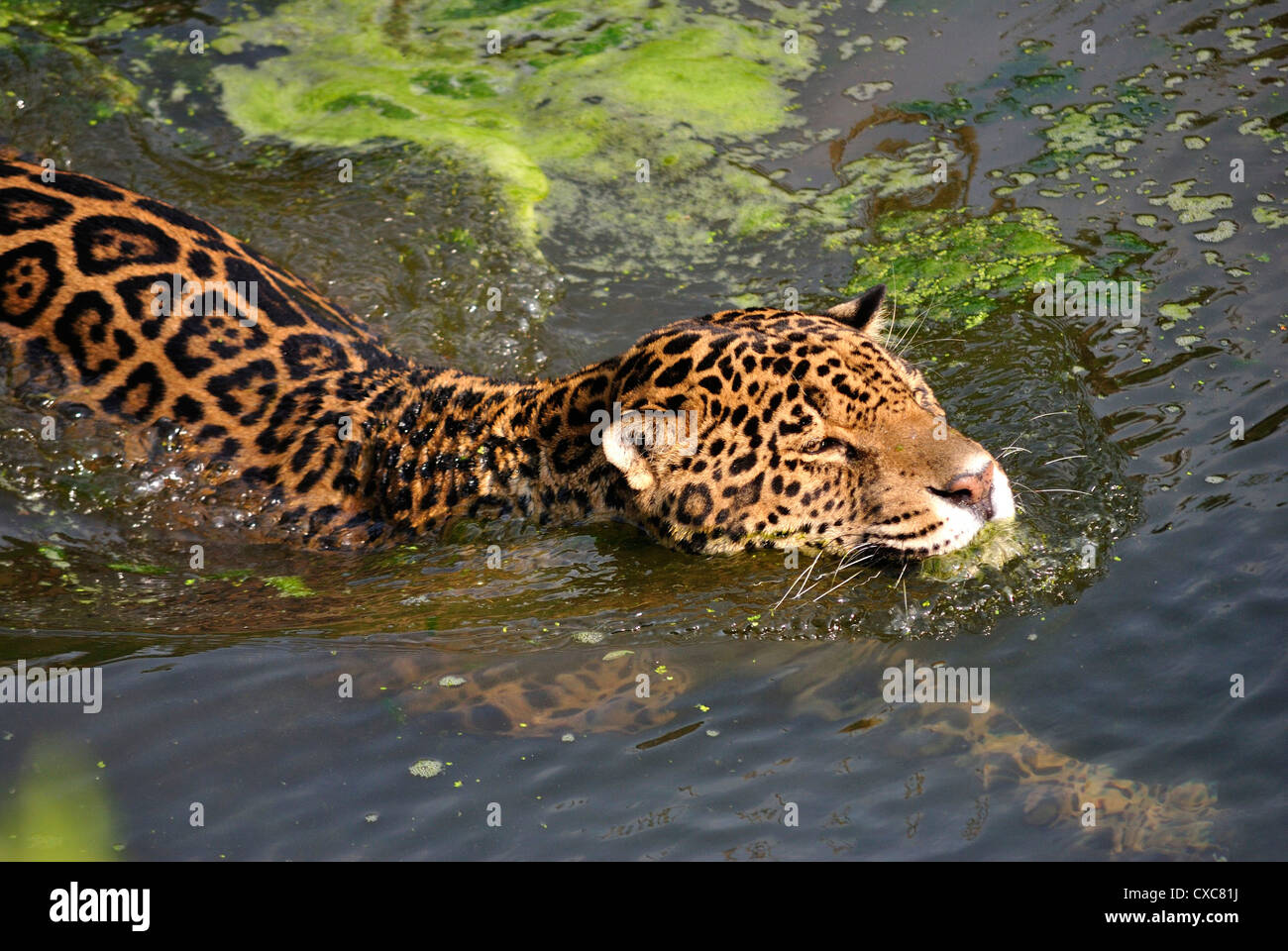 A Jaguar, Panthera onca, swimming in a pool at a zoo Stock Photo - Alamy