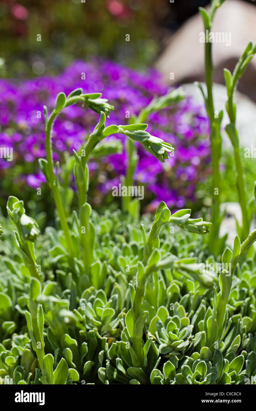 House leek plant hi-res stock photography and images - Alamy