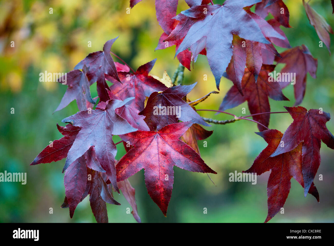 Liquidambar styraciflua autumn hi-res stock photography and images - Alamy