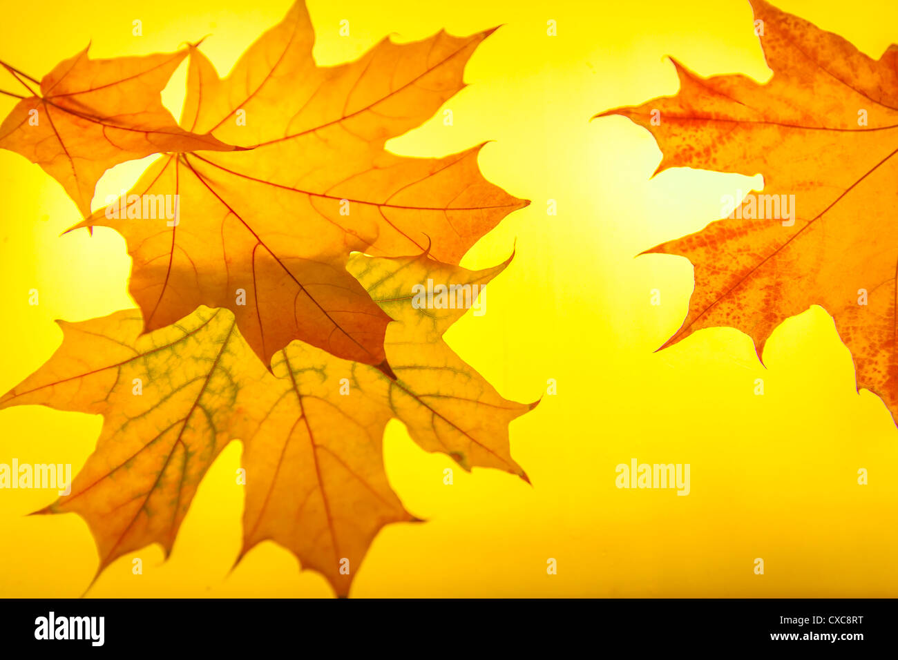 Photo of autumn leaves of the Canadian maple Stock Photo - Alamy
