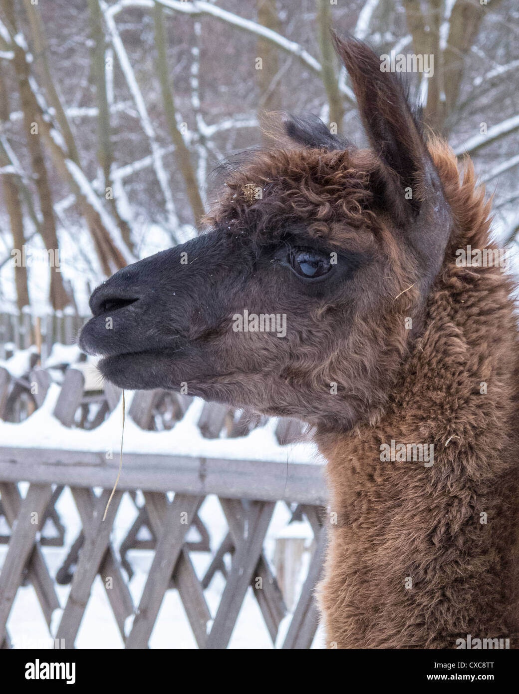 Llama in snow hi-res stock photography and images - Alamy