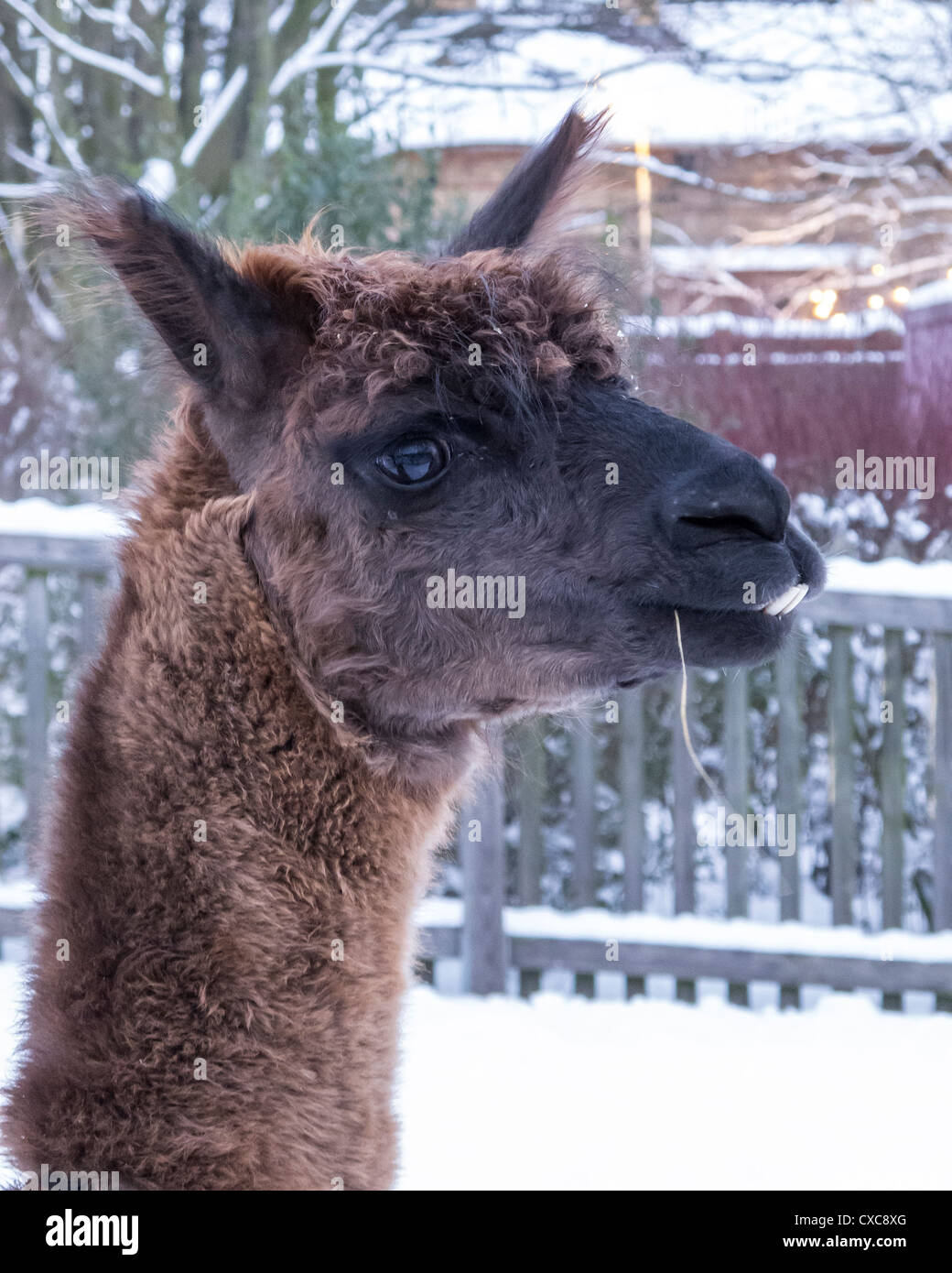 Llama in the snow - Potsdam, near Berlin, Germany Stock Photo - Alamy