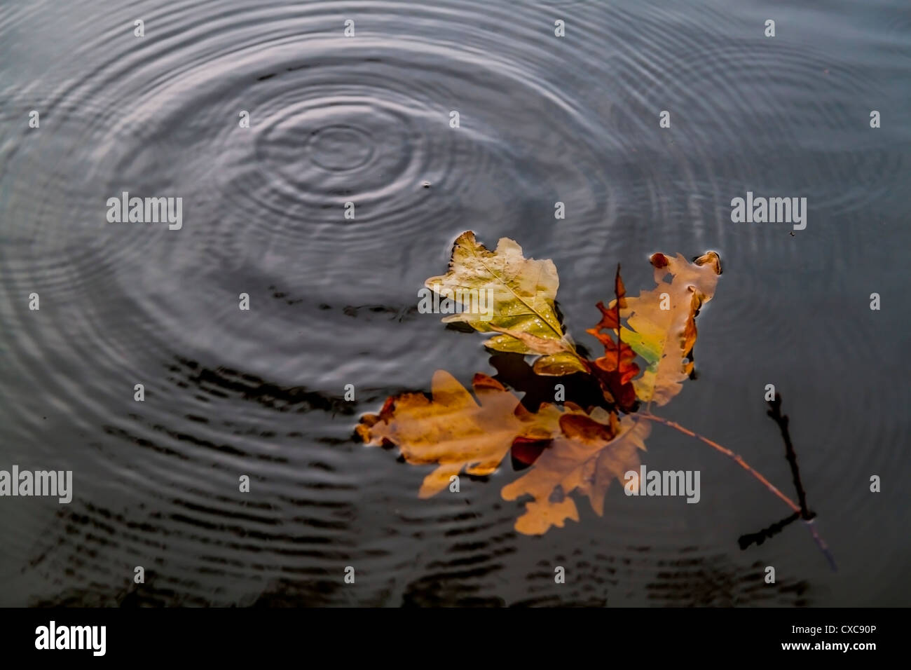 Photo of drops of a rain on a water surface Stock Photo - Alamy
