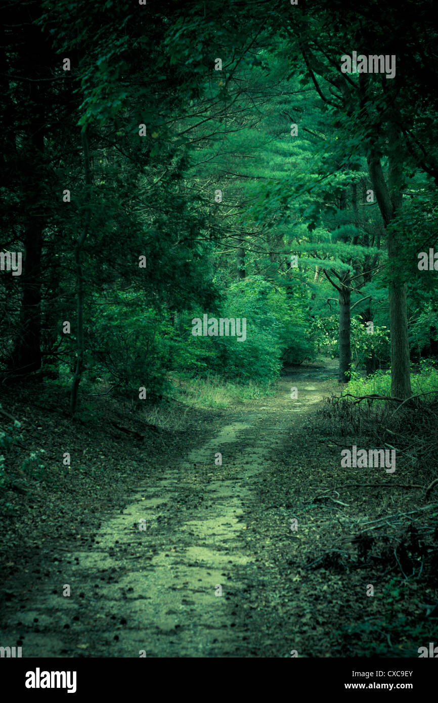 Enchanted green forest with mysterious look. Artistic Image Stock Photo ...