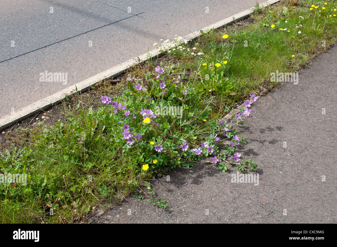 Verge hi-res stock photography and images - Alamy