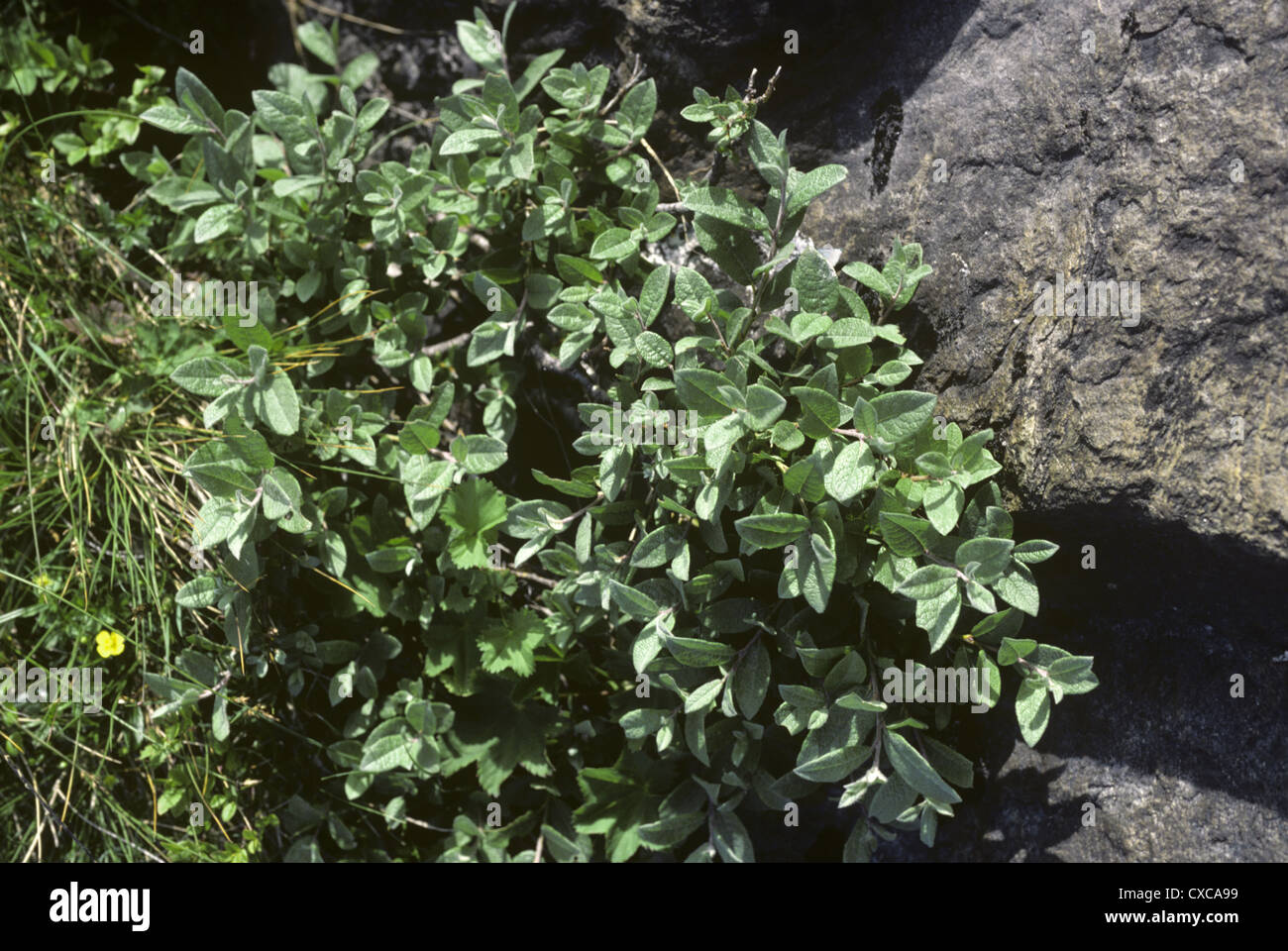 Downy willow hi-res stock photography and images - Alamy