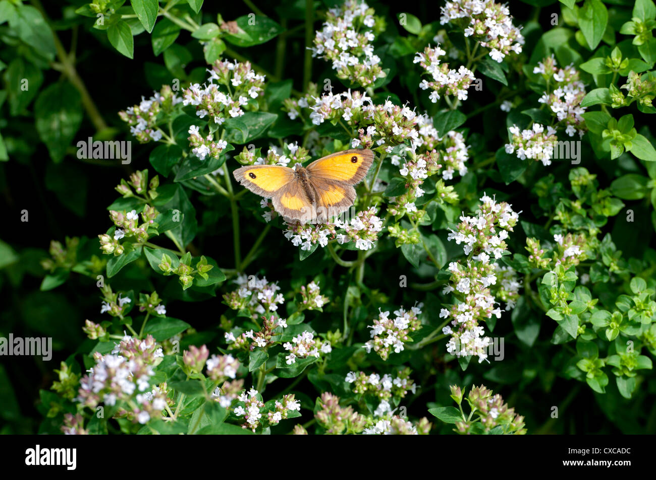 Hedge Brown or Gatekeeper butterfly (Pyronia tithonus) on Marjoram ...