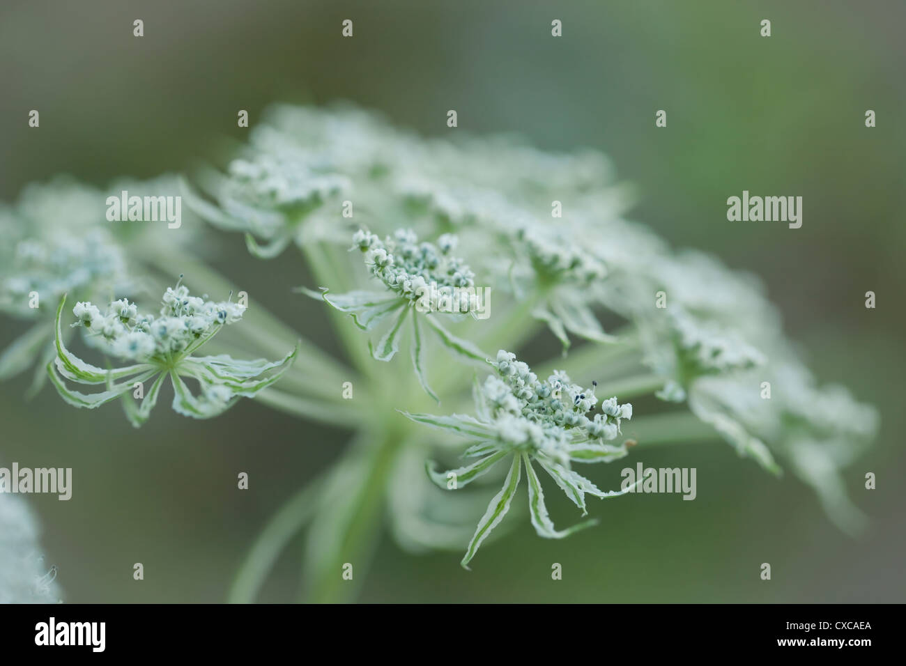 Selinum wallichianum. hi-res stock photography and images - Alamy