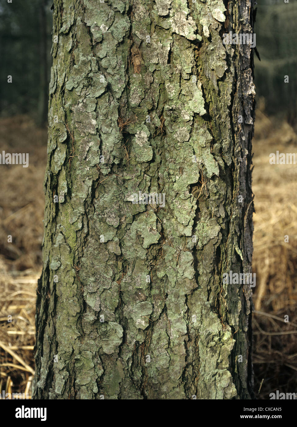 Tree Wood Bark Conifer Larch High Resolution Stock Photography and Images - Alamy