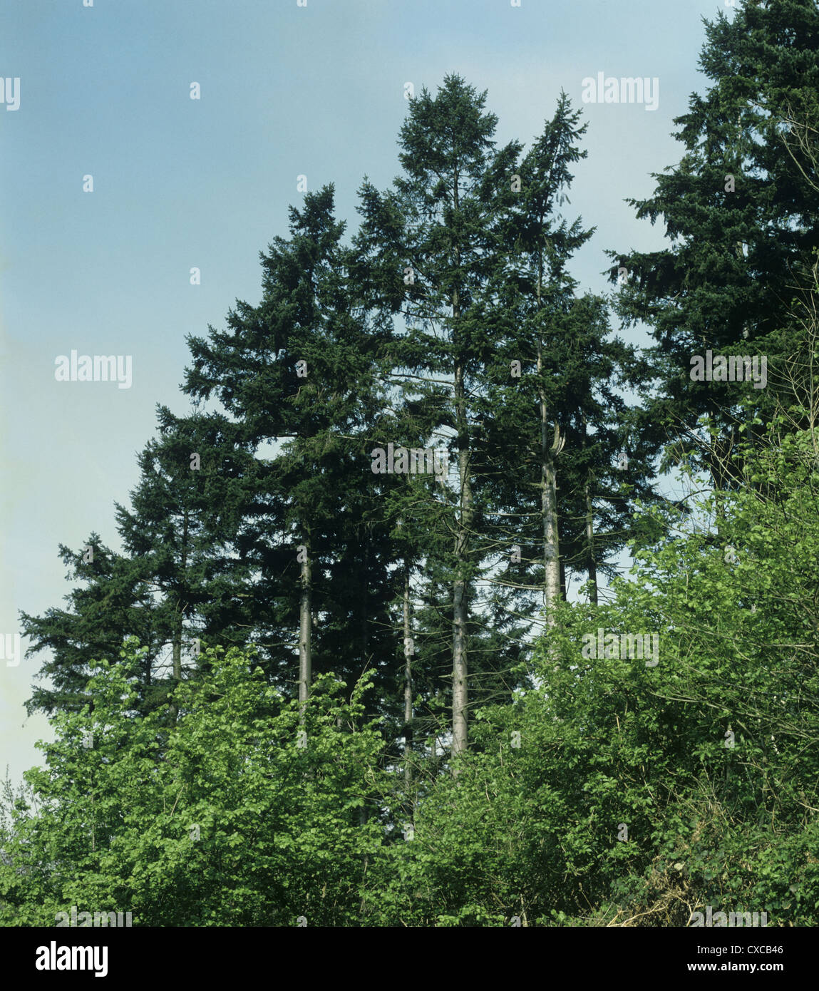 Norway Spruce Picea abies Pinaceae Stock Photo - Alamy