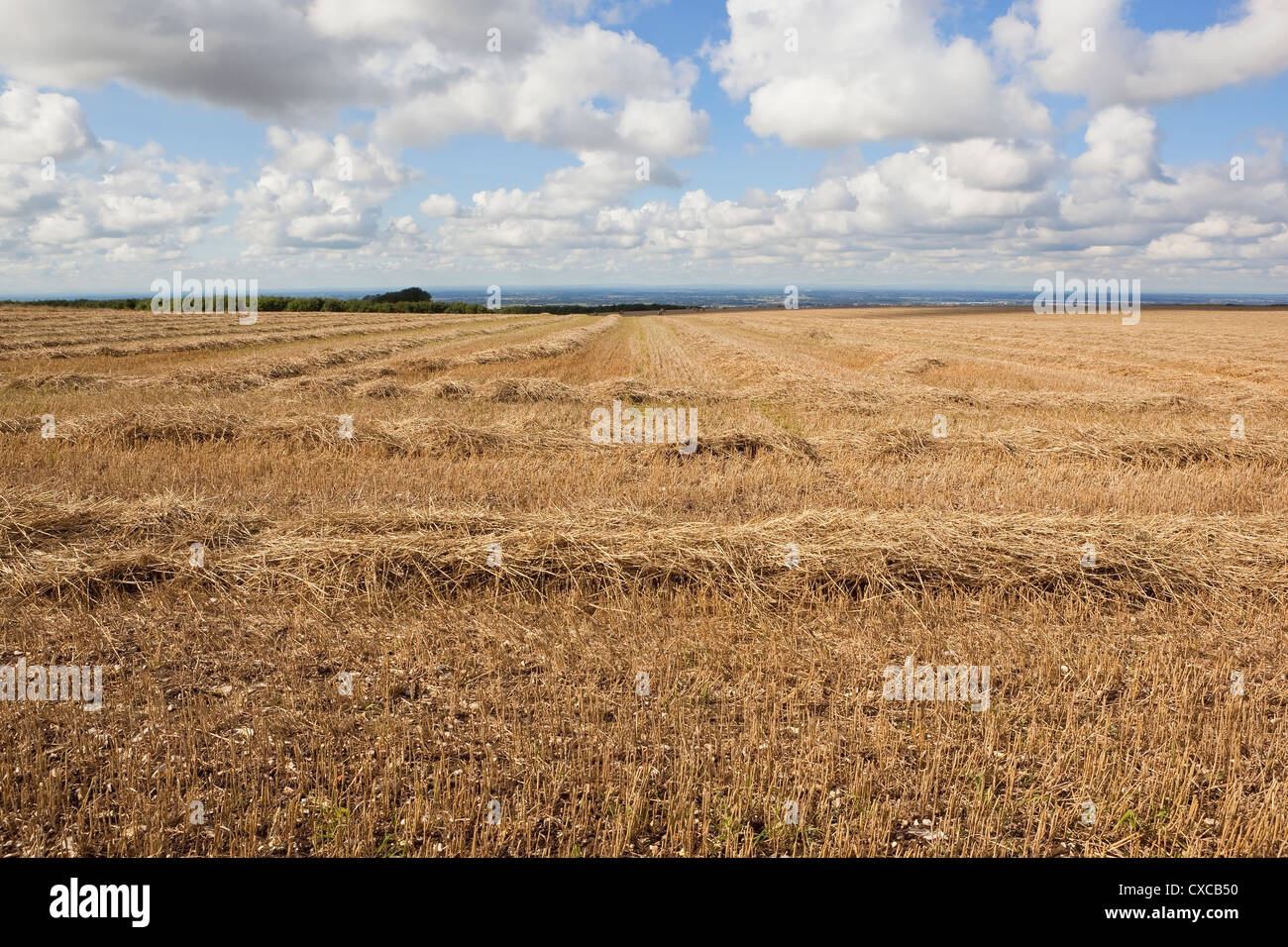 Patterns and texture of rows of cut straw in a stubble field under a ...
