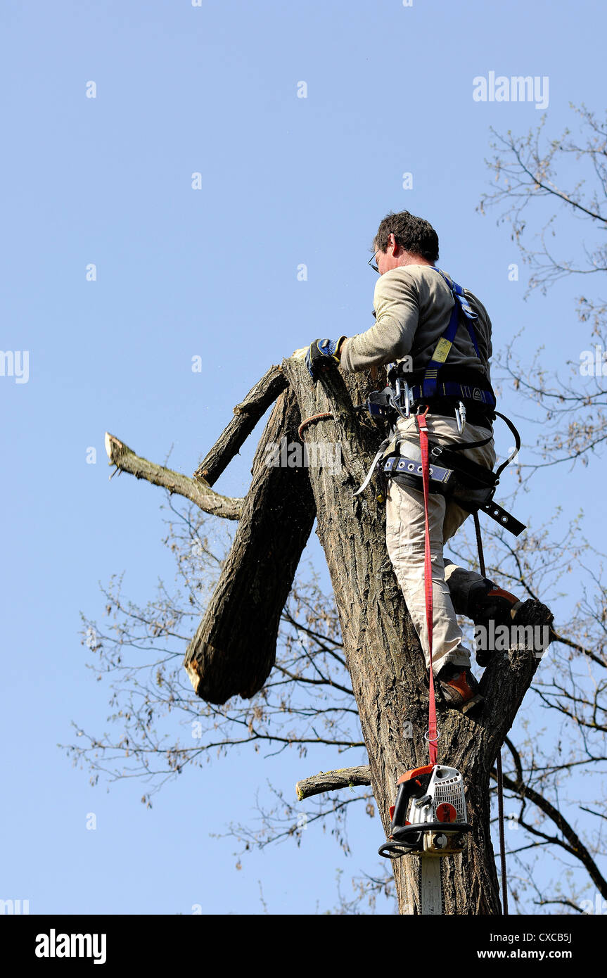 Ecorce d'arbre hi-res stock photography and images - Alamy