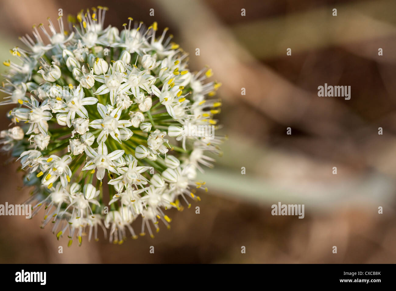 Onion Flower. The spherical flower of the common garden onion Stock ...