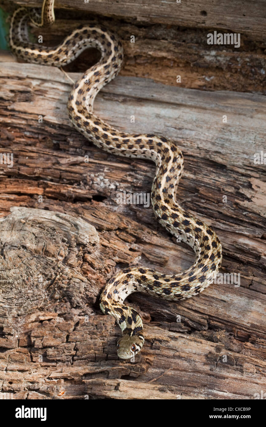 Checkered Garter Snake (Thamnophis marcianus). Lowlands of SW United ...