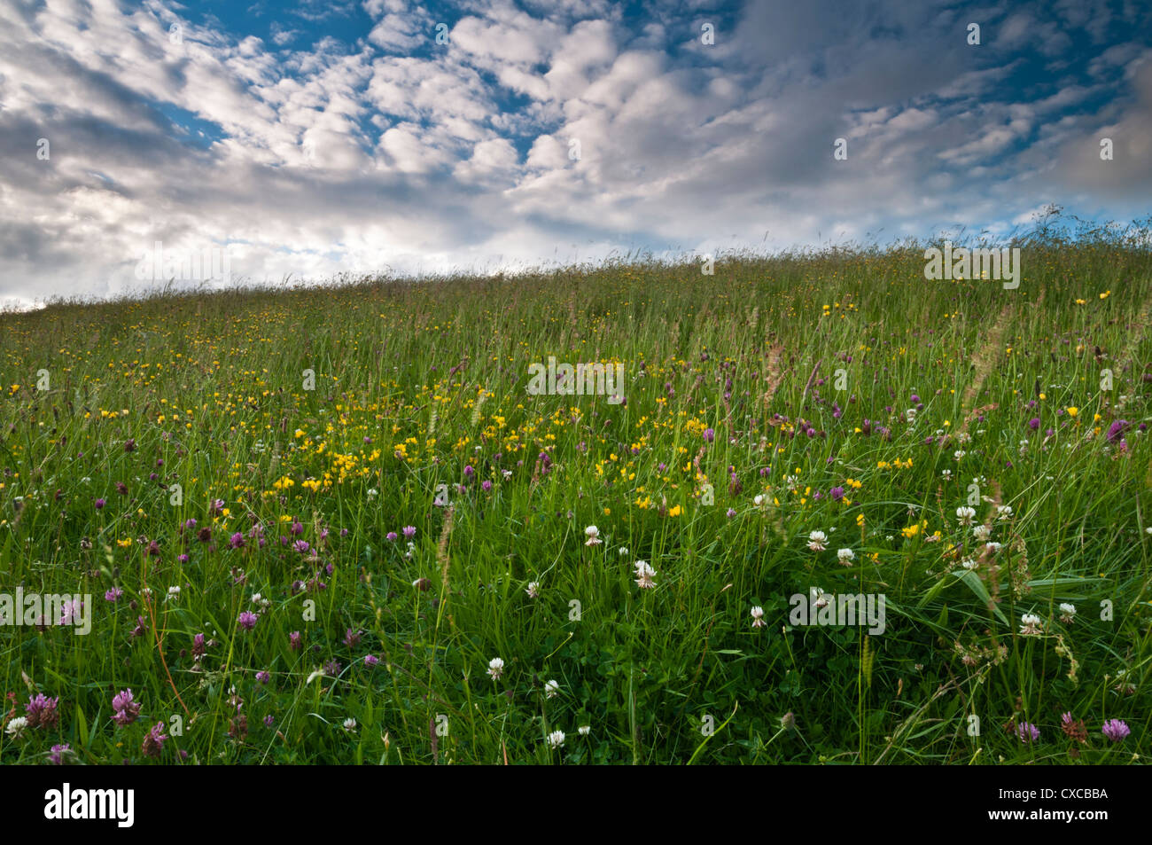 Wildflowers growing on a steep uncultivated bank within a hay field, on ...