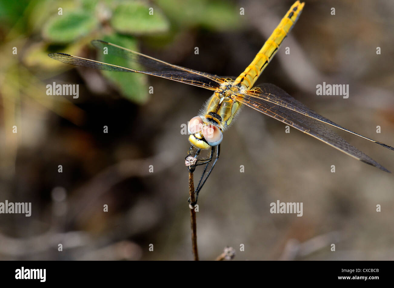 dragonfly in are natural environment Stock Photo - Alamy