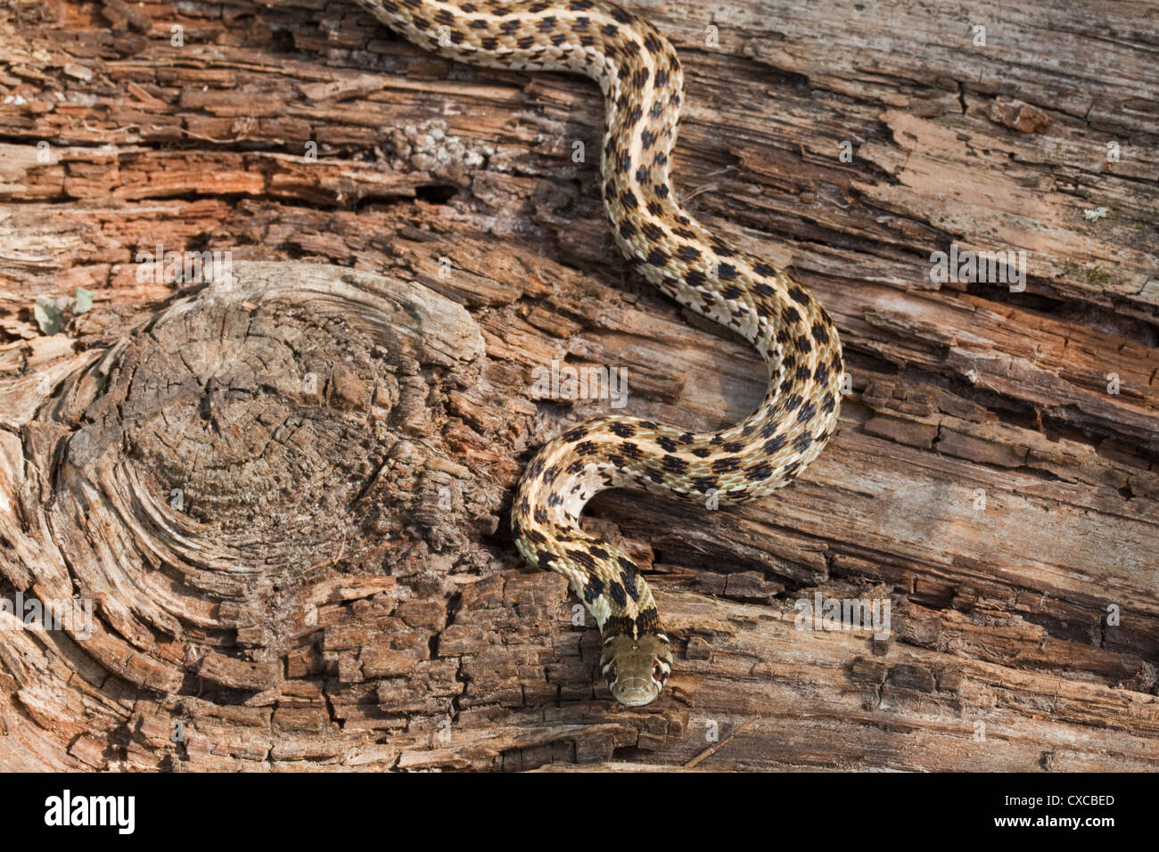 Checkered garter snakes hi-res stock photography and images - Alamy