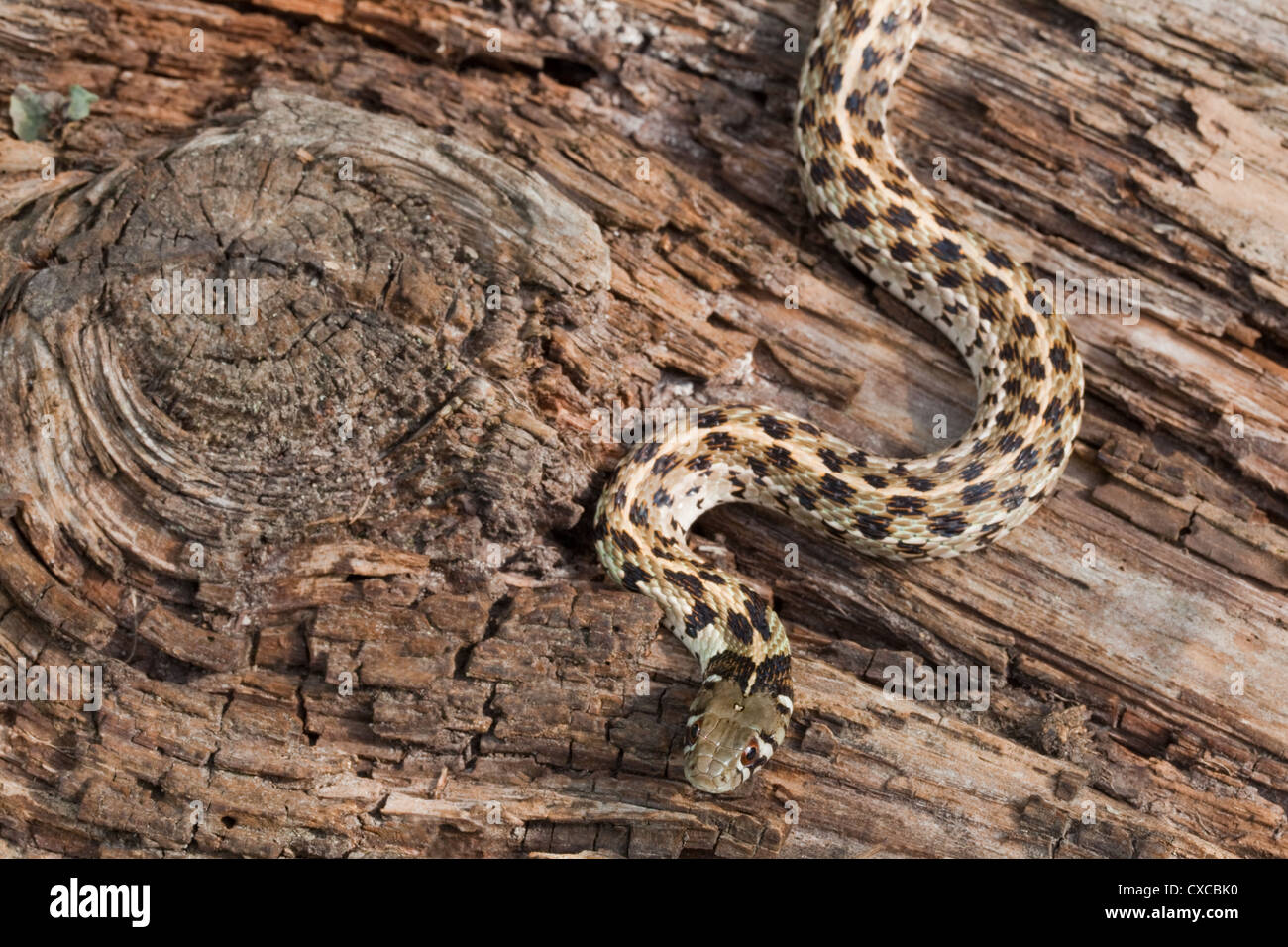 Checkered Garter Snake (Thamnophis marcianus). Lowlands of SW United ...