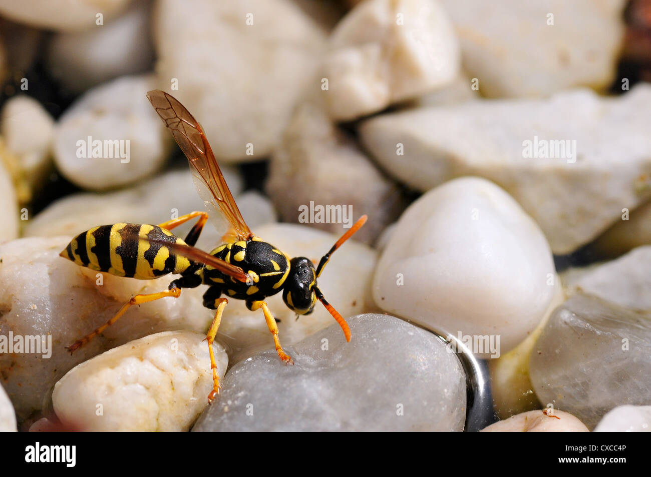 Polistes Dominulus High Resolution Stock Photography and Images - Alamy