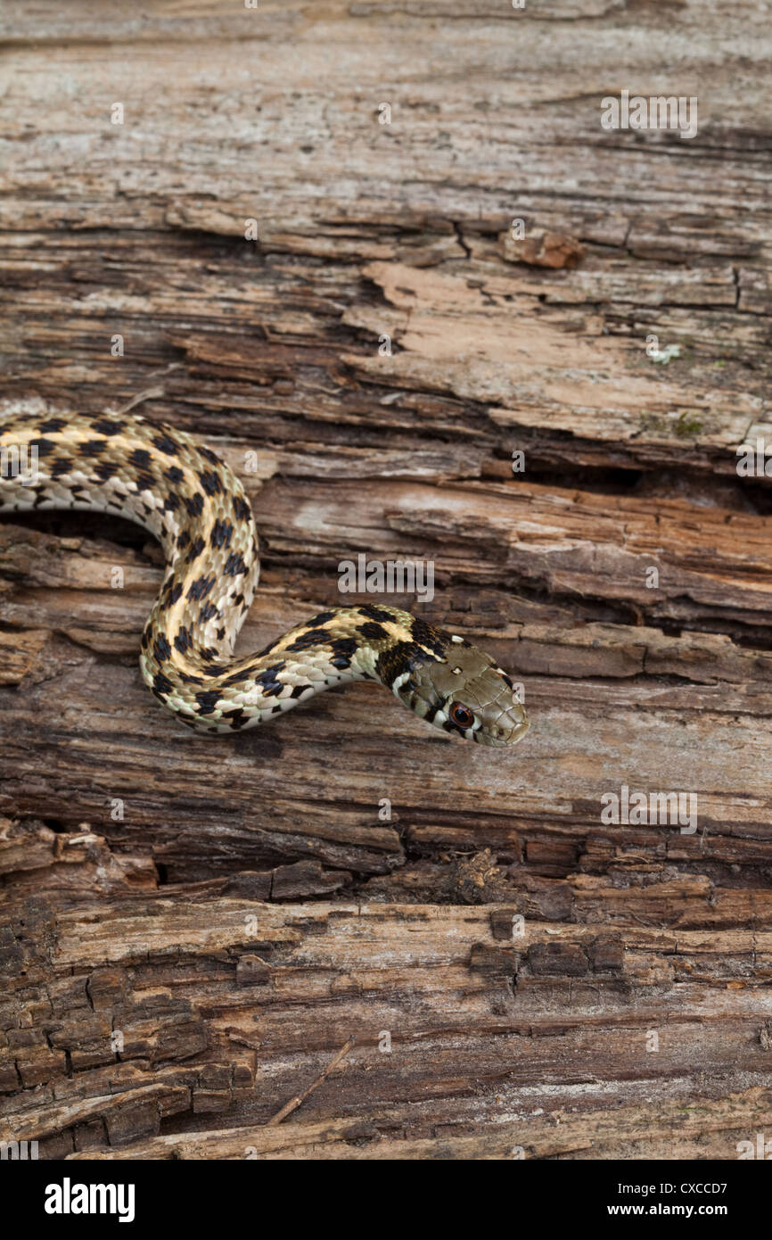 Back view of snake hi-res stock photography and images - Alamy