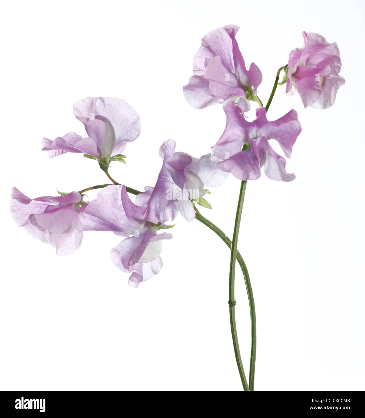 Sweet Peas on a white background Stock Photo - Alamy