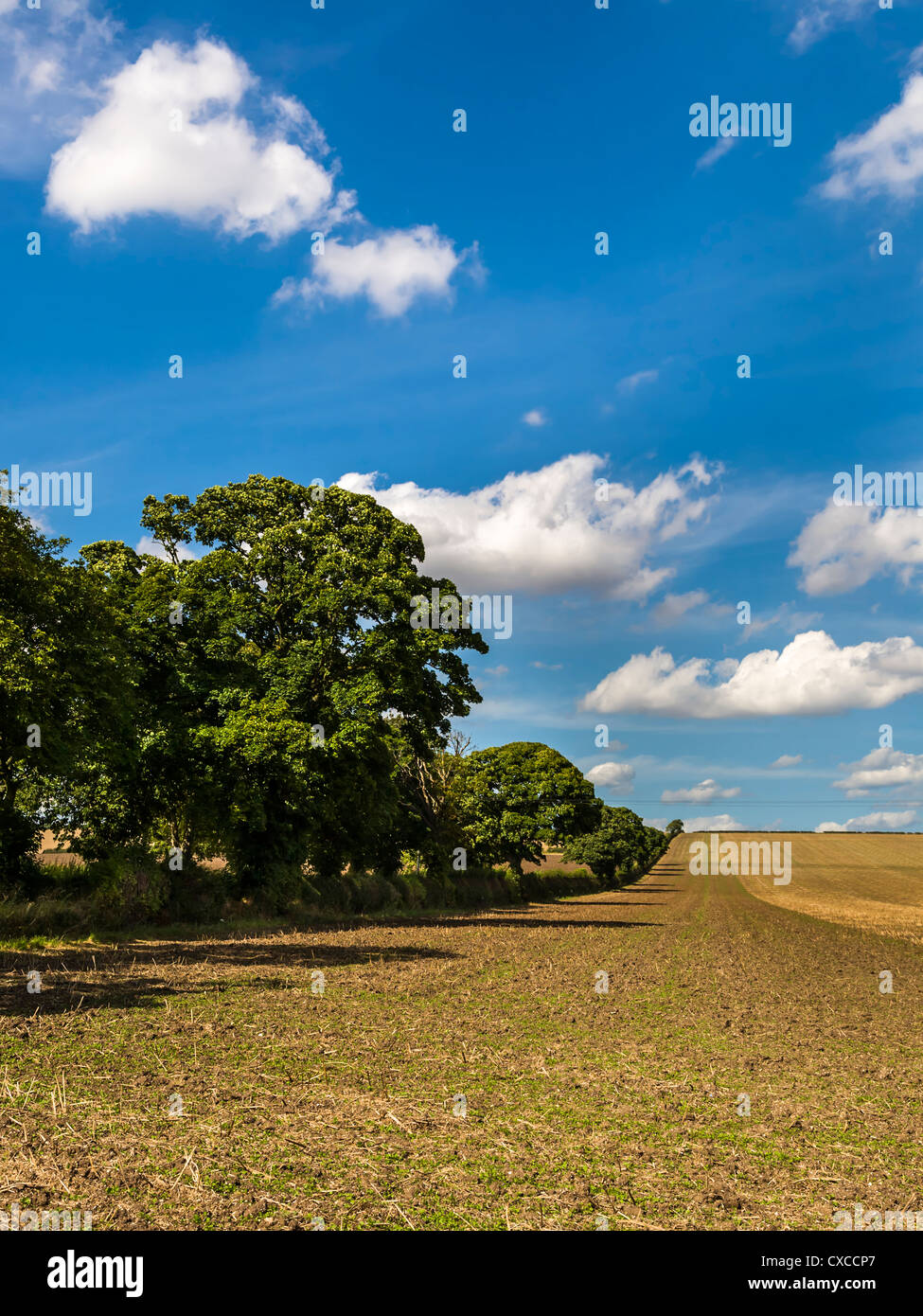 David Hockney's tunnel, Kilham, East Yorkshire, England Stock Photo - Alamy