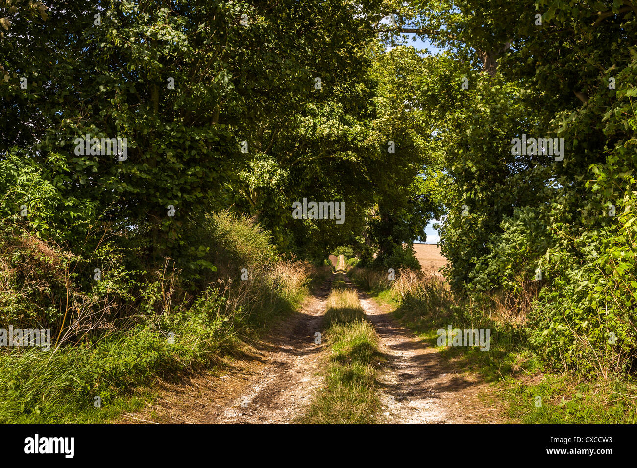 David Hockney's tunnel, Kilham, East Yorkshire, England Stock Photo - Alamy