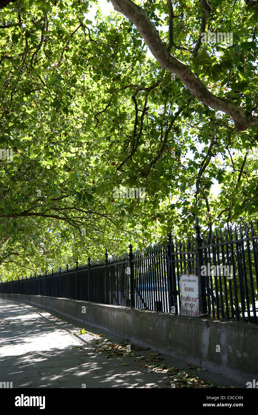 London embankment trees hi-res stock photography and images - Alamy