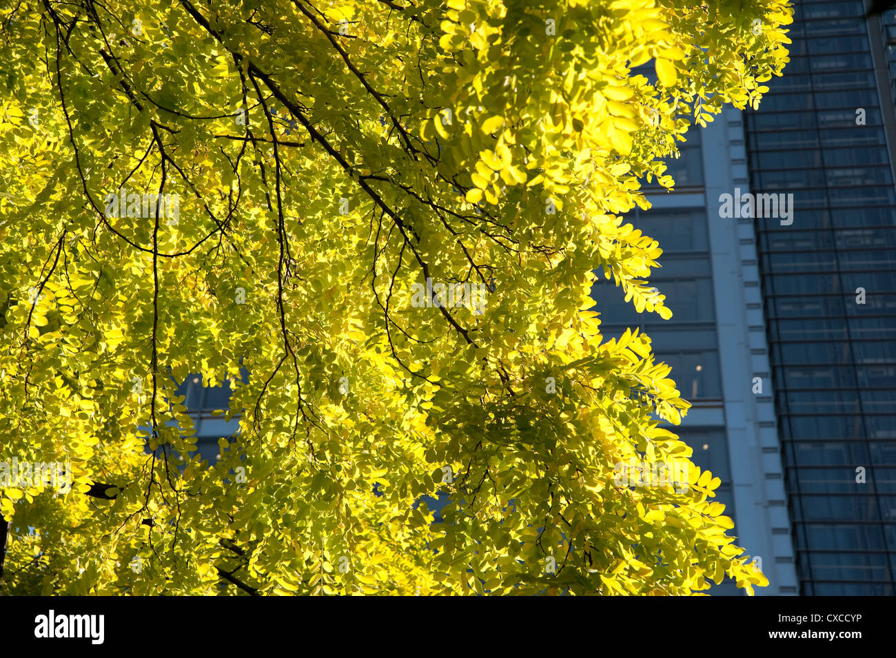 Early autumn leaves on trees with office building in background Stock ...